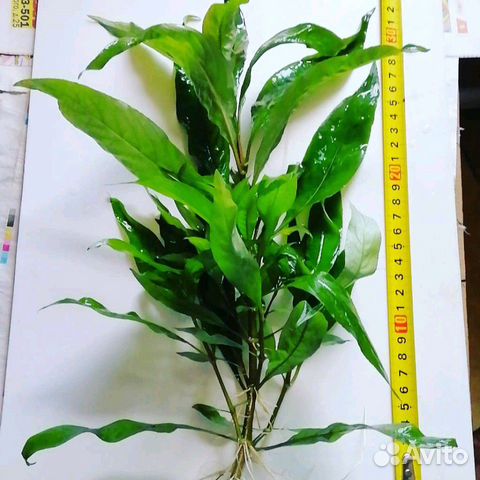 Растения оптом и в розницу