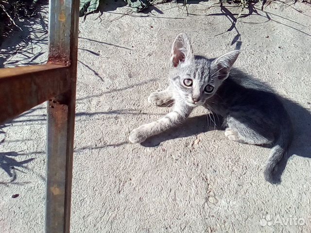 Серенький котенок ищет дом