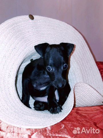 Девочка левреточка