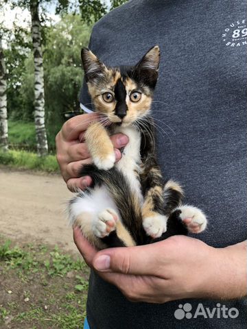 Котенок трехцветная девочка, 3 мес