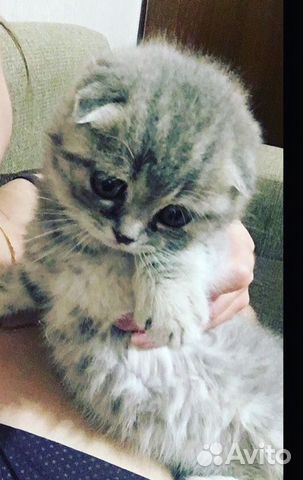 Продам котёнка