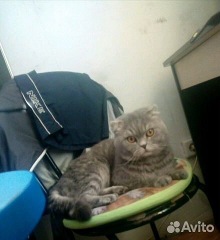 Котята шотланские-британские