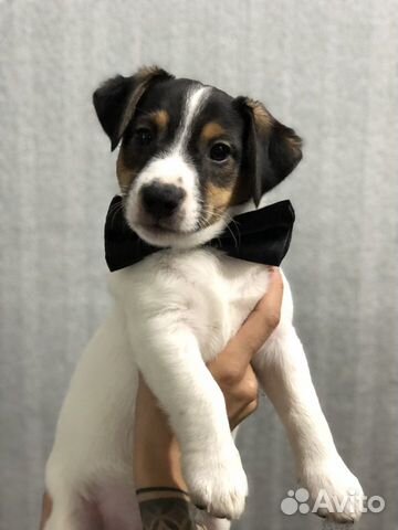 Джек Рассел Терьер