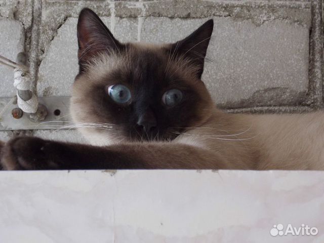Отдам тайского кота в хорошие руки