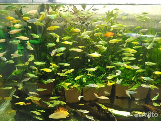Рыбки,растения,креветки,улитки,оборудование