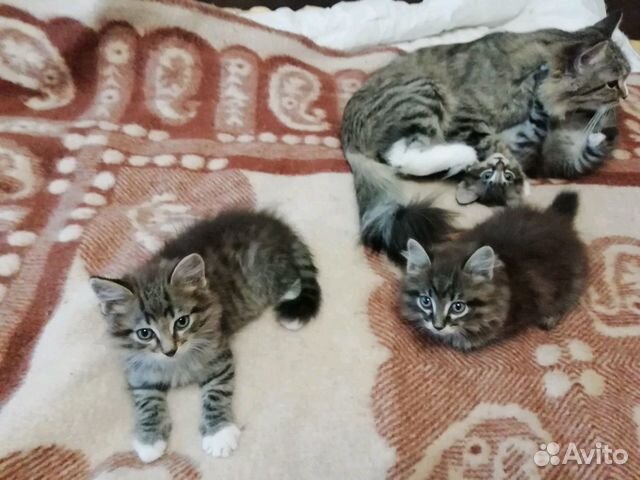 Отдадим симпатичных котят в хорошие добрые руки