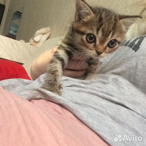 Продам котёнка. Британец, девочка, 1,5 месяца, ест