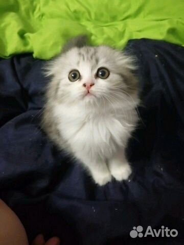 Шотландские котята