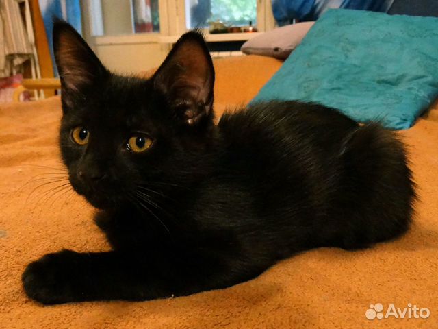 Абсолютно черный котенок :)