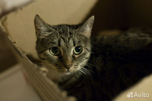 Кошка