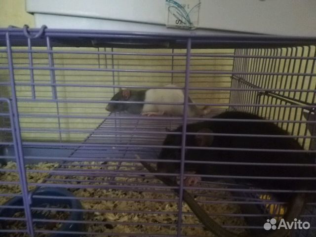 Крыса с клетками