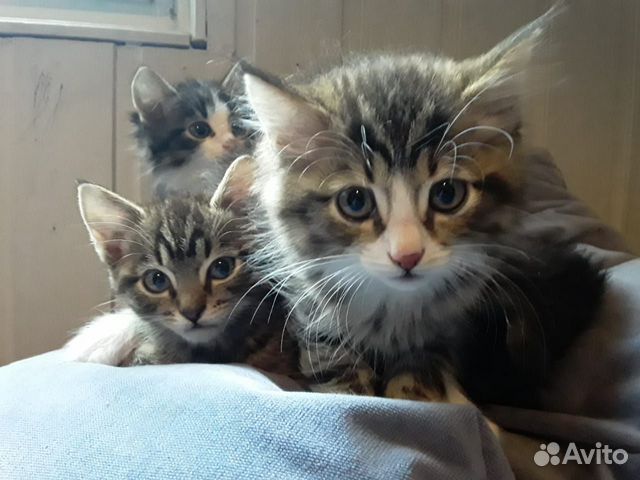 Отдаются красивые и умные домашние котята