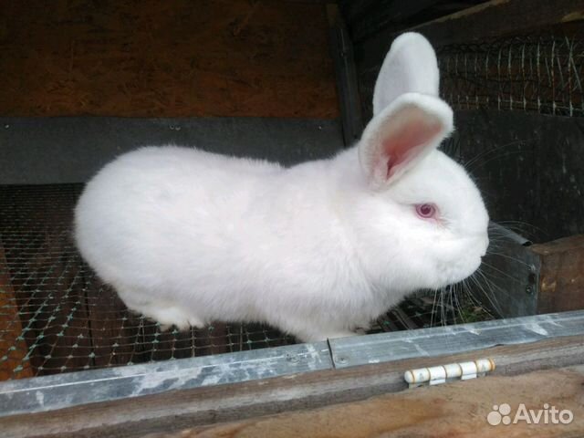Кролик самец нзб