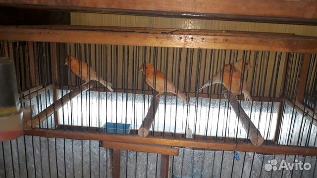 Канарейки продажа