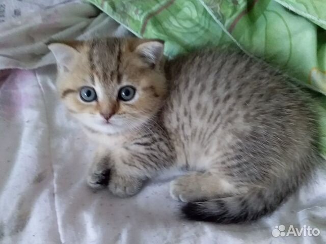 Шотландские котята