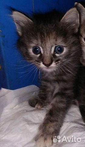 Котёнок ищет дом