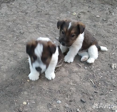 Жескошерстные расселы