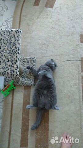 Отдадим вислоухую кошечку