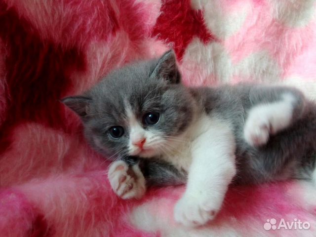 Британские котята редкого окраса