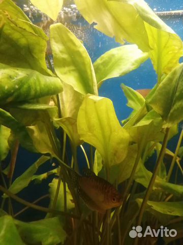 Гурами золотой