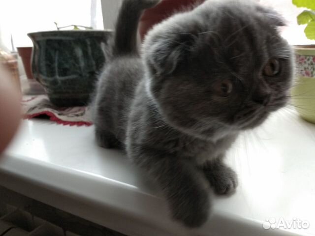 Котята Британской породы