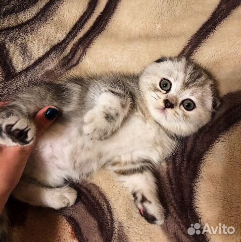 Скоттиш-фолд