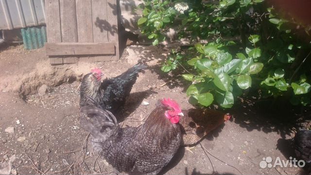 Молодой петух