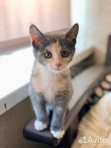 Котёнок девочка 2 мес в добрые руки