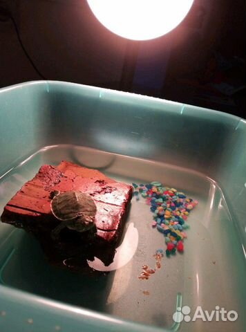 Водная черепаха