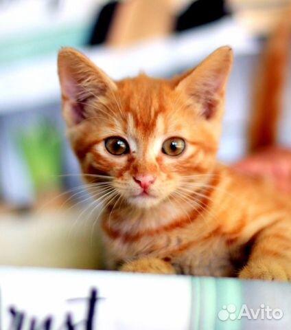 Девчонки ищут дом