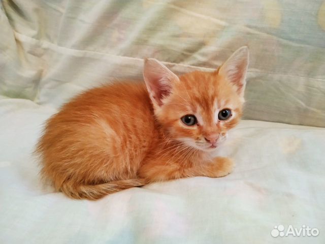 Котенок рыжее счастье