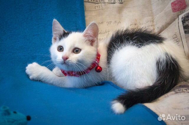 Котенок Иветта ищет теплый дом