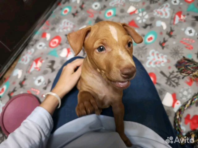 Сицилийская борзая