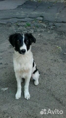 Щенок девочка