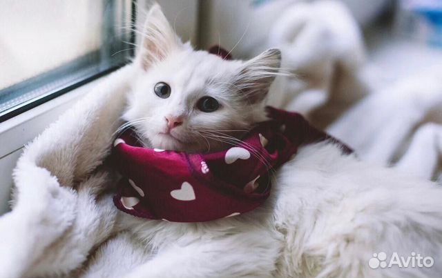 Котенок по имени Аля