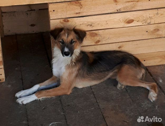 Элис отдам в добрые руки