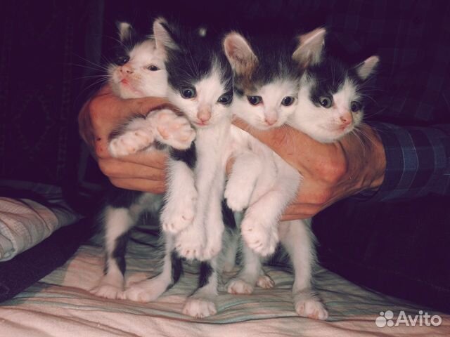 Котята