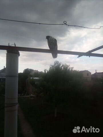 Найден окольцованный декоративный голубь