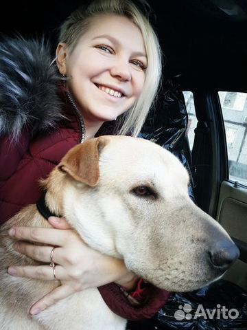 Пропала собака помогите найти