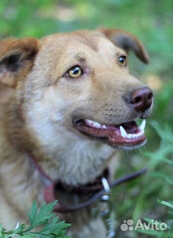 Встречайте- солнечная девочка Пеппи