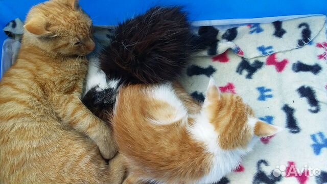 Котята и щенки