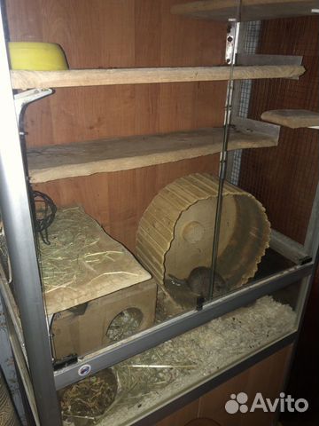 Отдам Дегу Бесплатно с клеткой