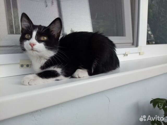 Черно-белый котенок девочка в белых туфельках в до