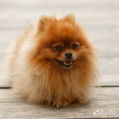 Вязка случка померанский шпиц