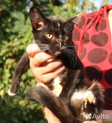 Ищет дом котенок черепашка