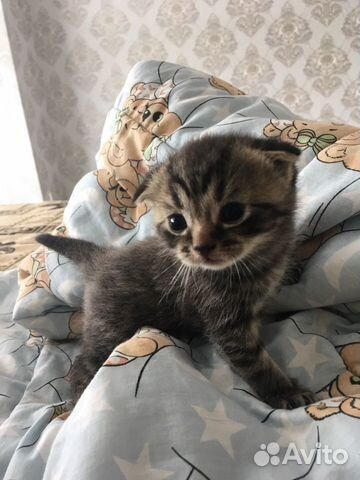 Котёнок шотландец