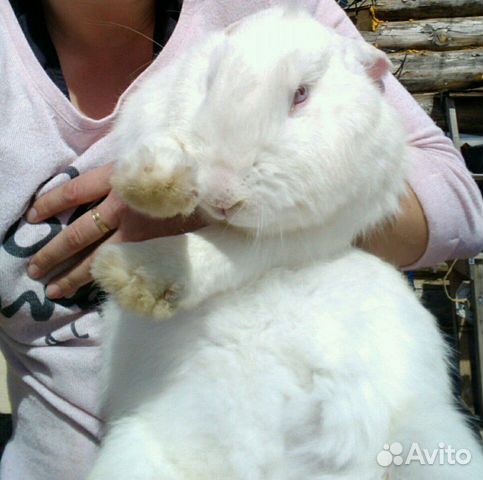 Продал кроликов уже покрыты