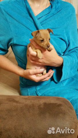 Продам щенков тойчиков