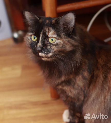 Спокойная трехцветная кошка Стеша в добрые руки