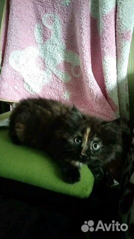 Урчащий комочек счастья